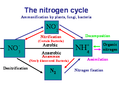 Nitrogen Fixation Cycle